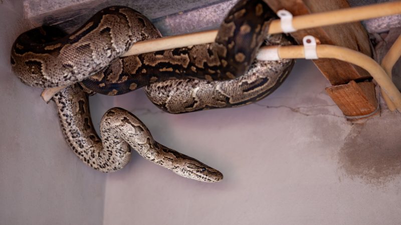 The No. 1 Place Snakes Love to Hide in Your Home — Best Life