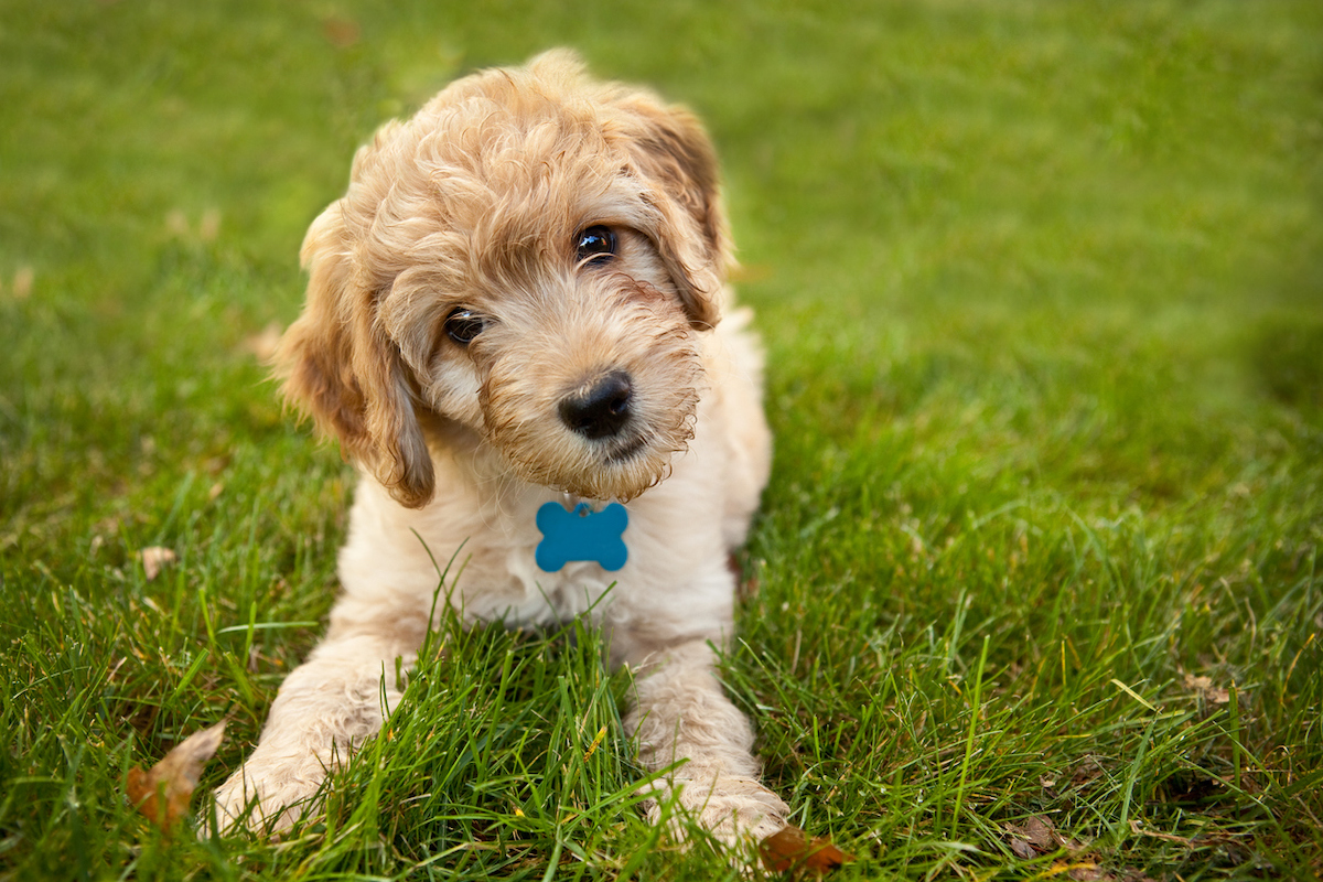 11 Best Dogs for Beginners, According to Veterinarians — Best Life