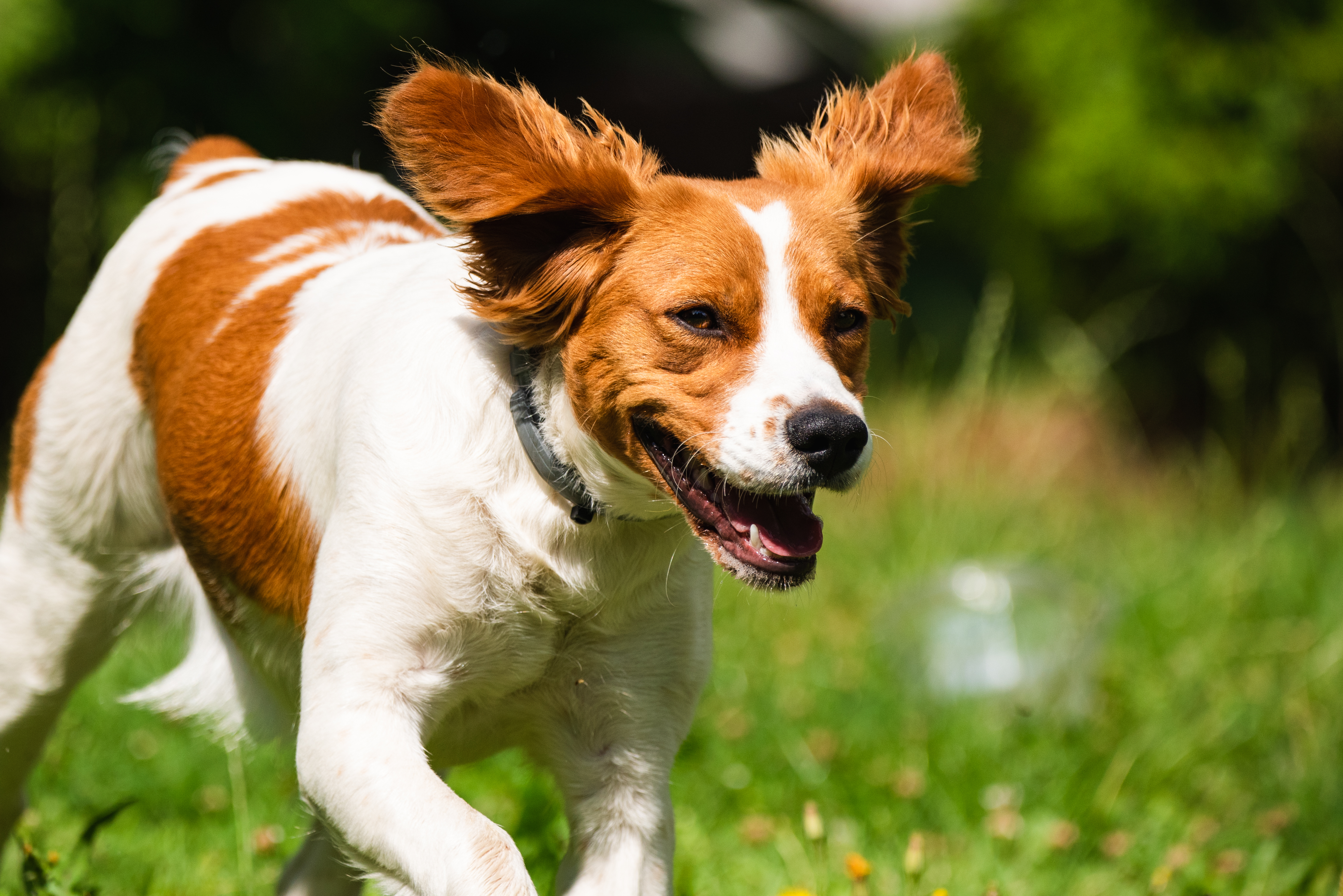 The Best Dog Breed for Your Zodiac Sign — Best Life