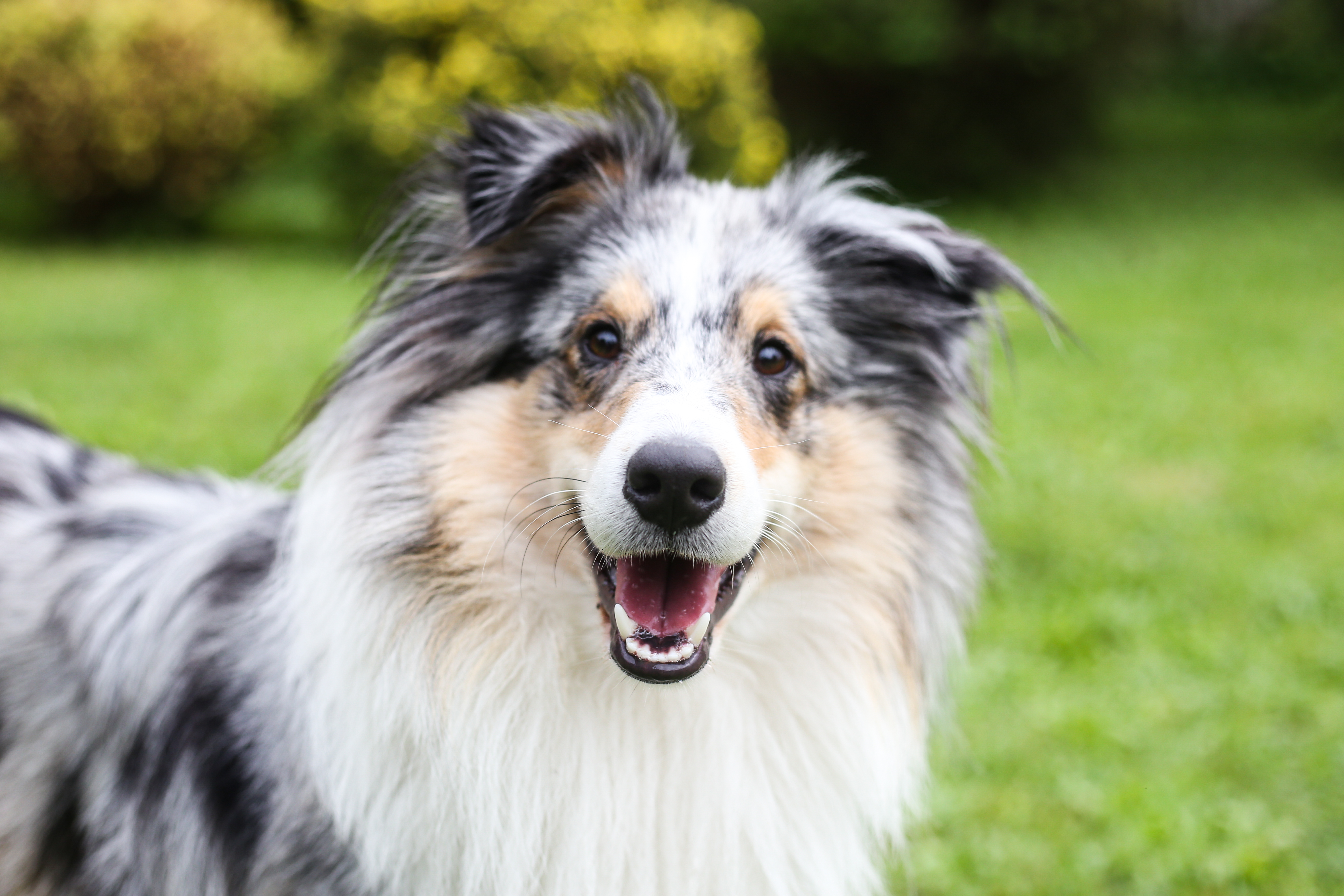The Best Dog Breed for Your Zodiac Sign — Best Life