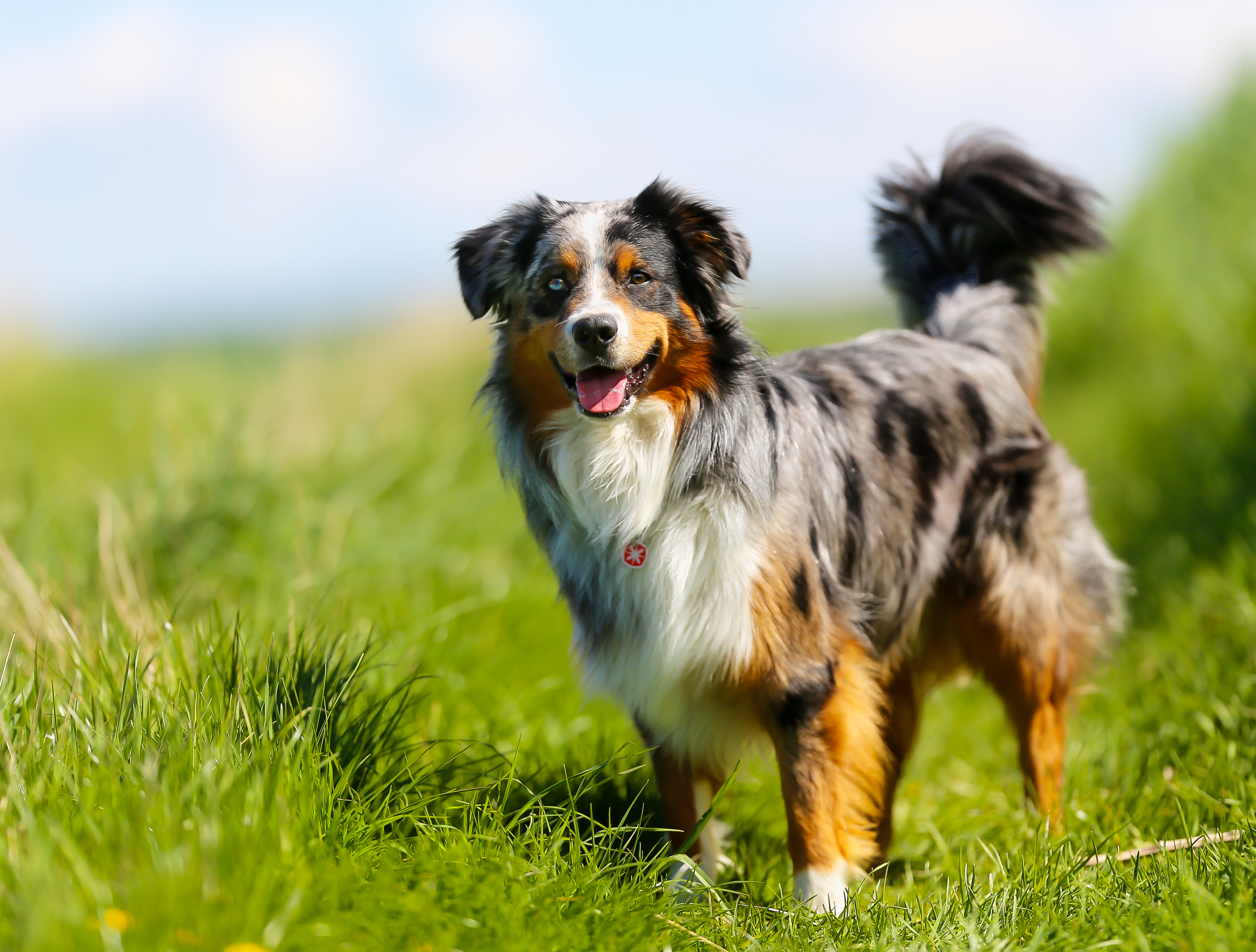 Why Do Dogs Spin in Circles? — Best Life
