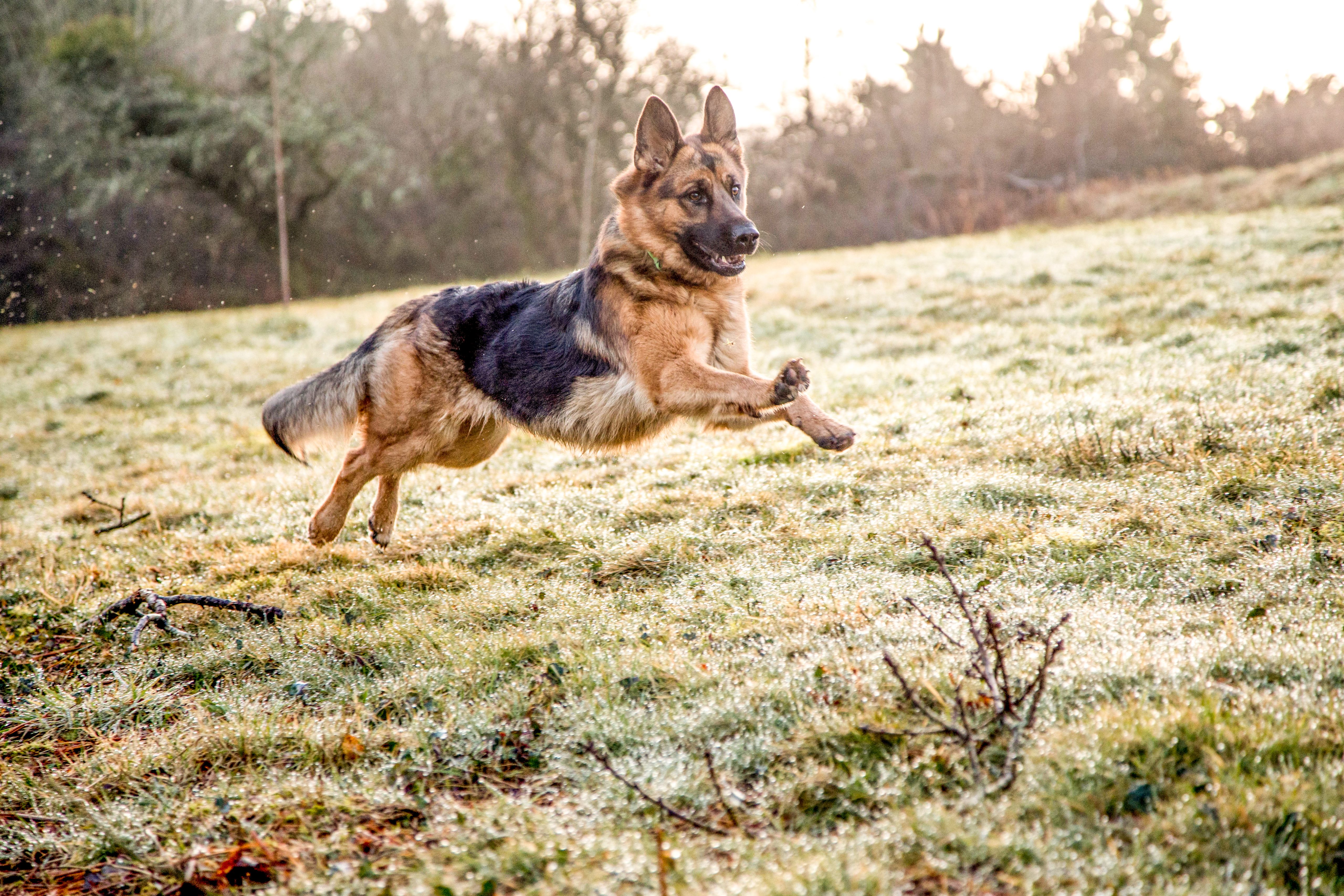 7 Worst Dog Breeds to Own, Vet Tech Says — Best Life