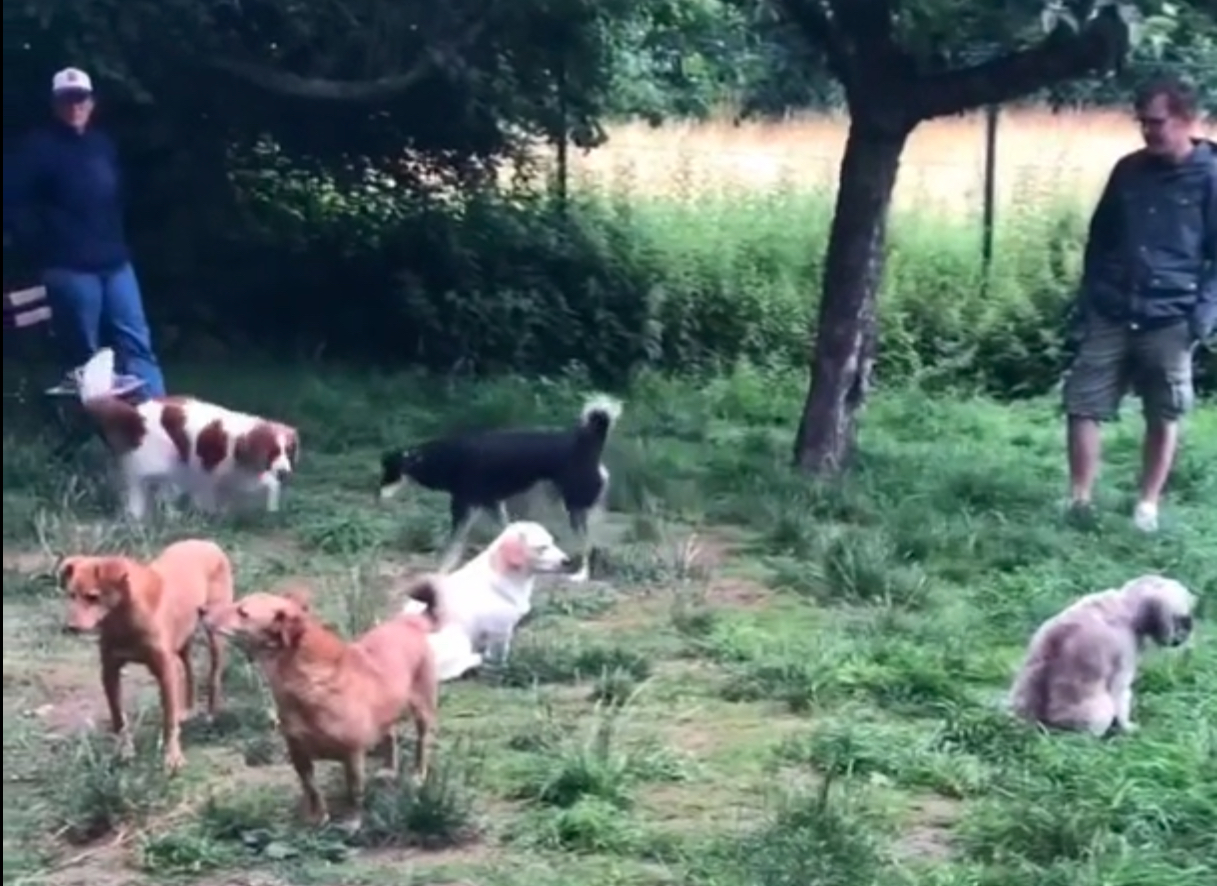 Are Extroverts Like Dogs