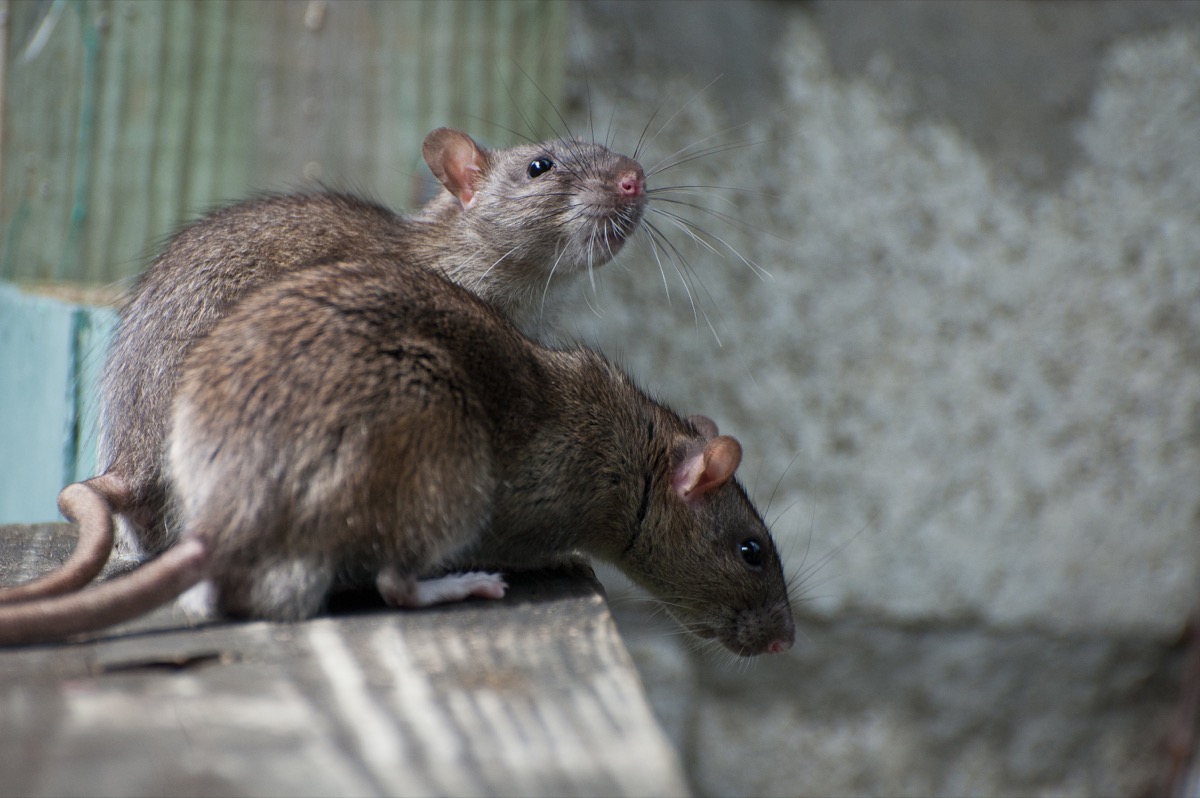DIY Expert Says Irish Spring Soap Will Keep Rats Away for Good— Best Life