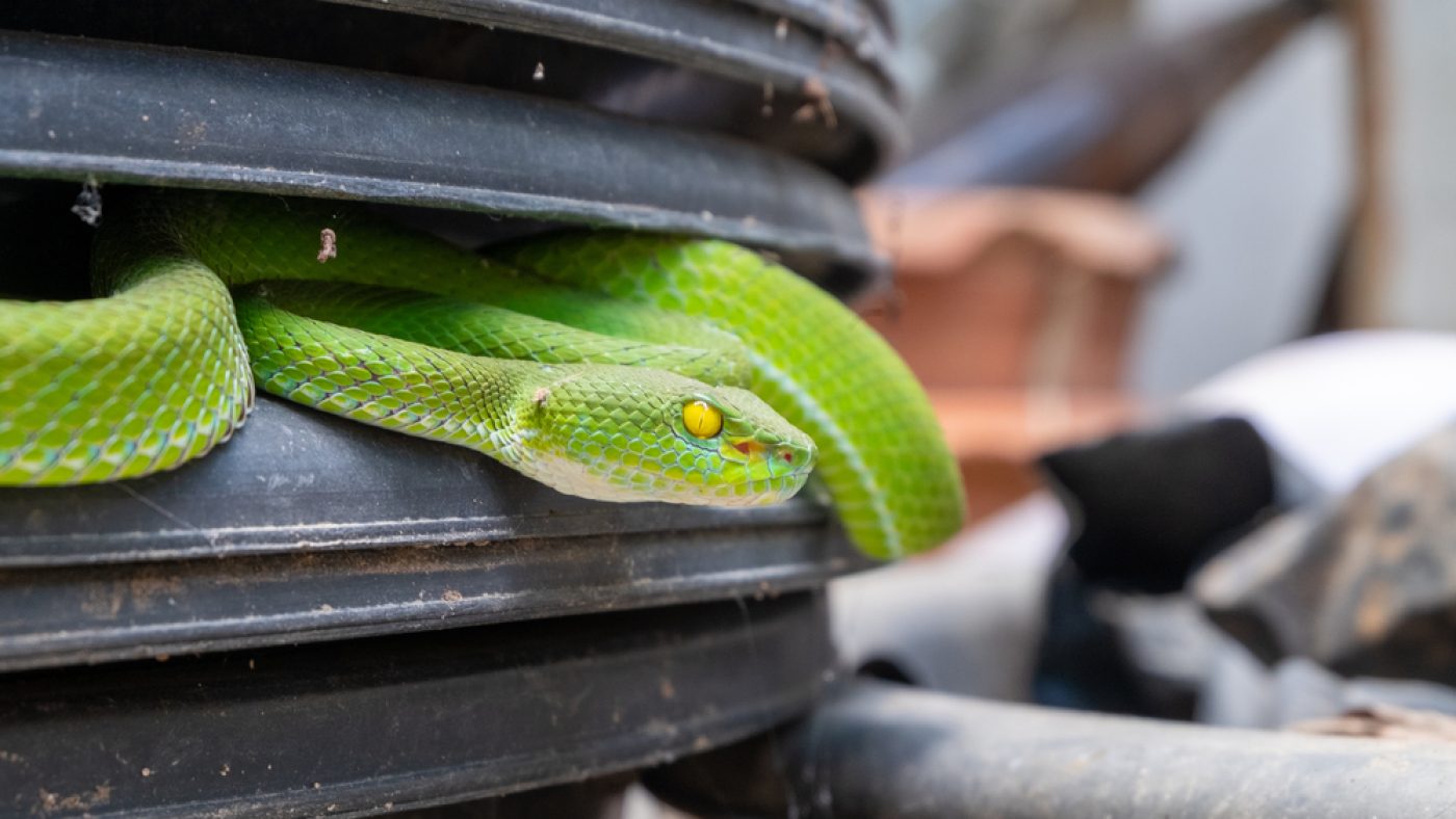 The 5 Scariest Recent Snake Encounters in Homes — Best Life