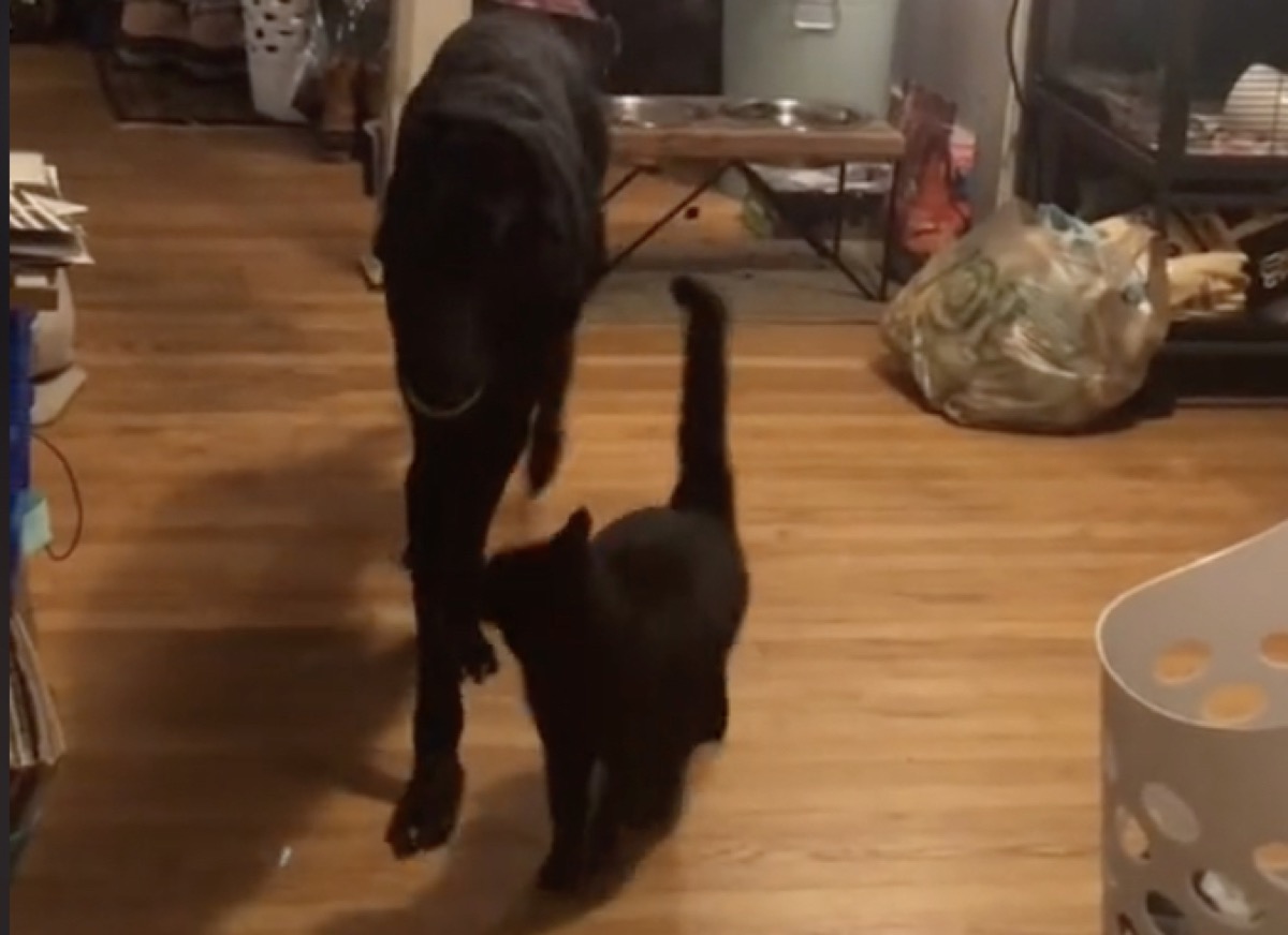 Who Is Samara Weaving? Here's What You Need to Know About the Actress