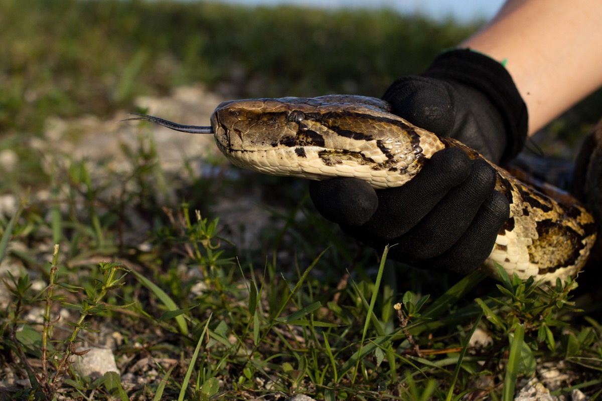 800 People are Now Hunting "Alligator-Eating" Pythons in Florida — Best ...