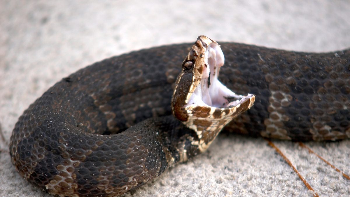 It's Snake Bite Season: "Stay Away" From These Areas — Best Life