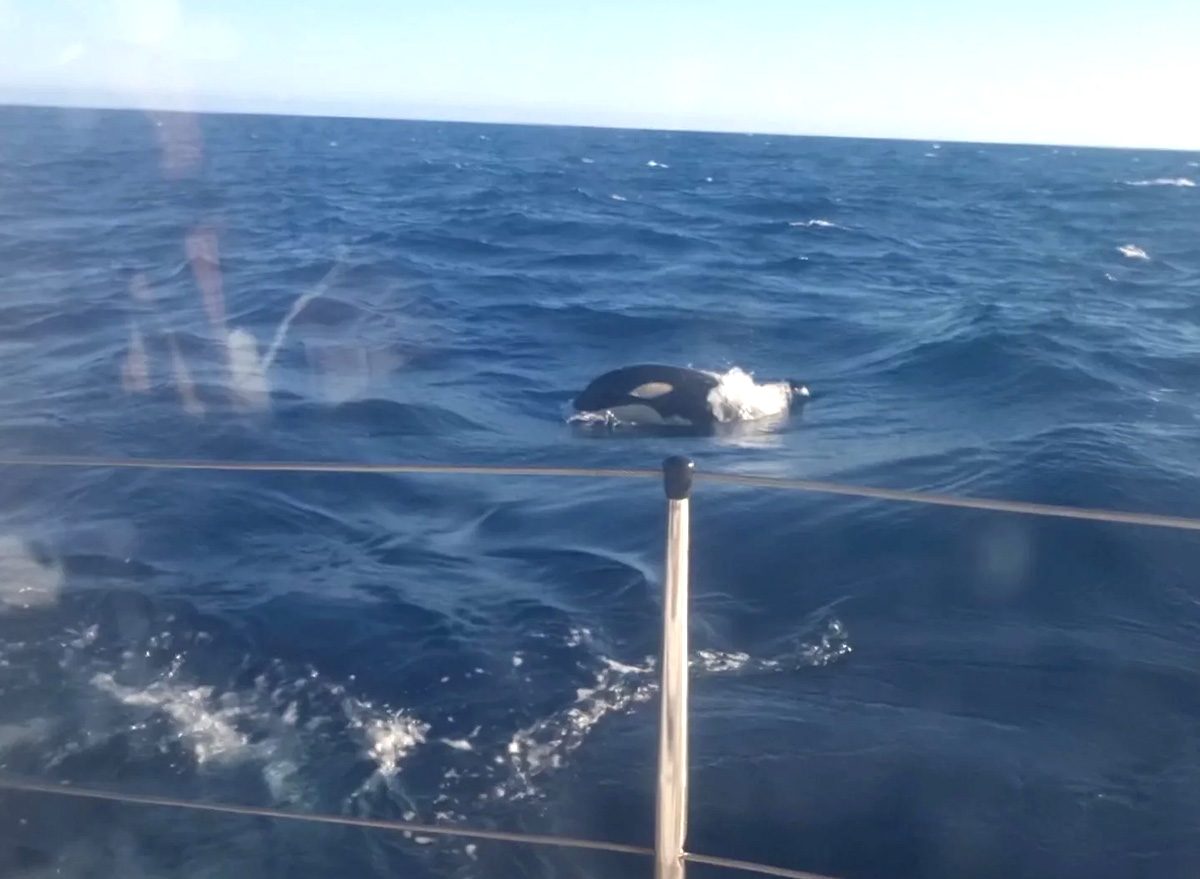 Video Shows “Hooligan” Killer Whales Attacking Sailing Boats – Byte ...