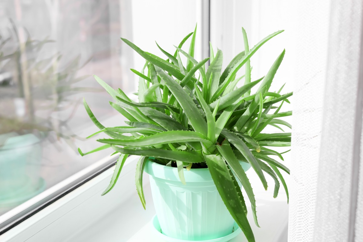 The 7 Best Houseplants for Beginners, Experts Say — Best Life