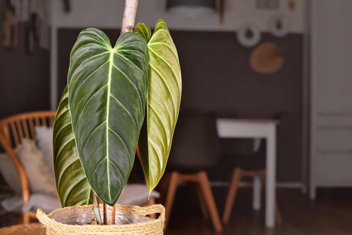 The 7 Best Houseplants for Beginners, Experts Say — Best Life