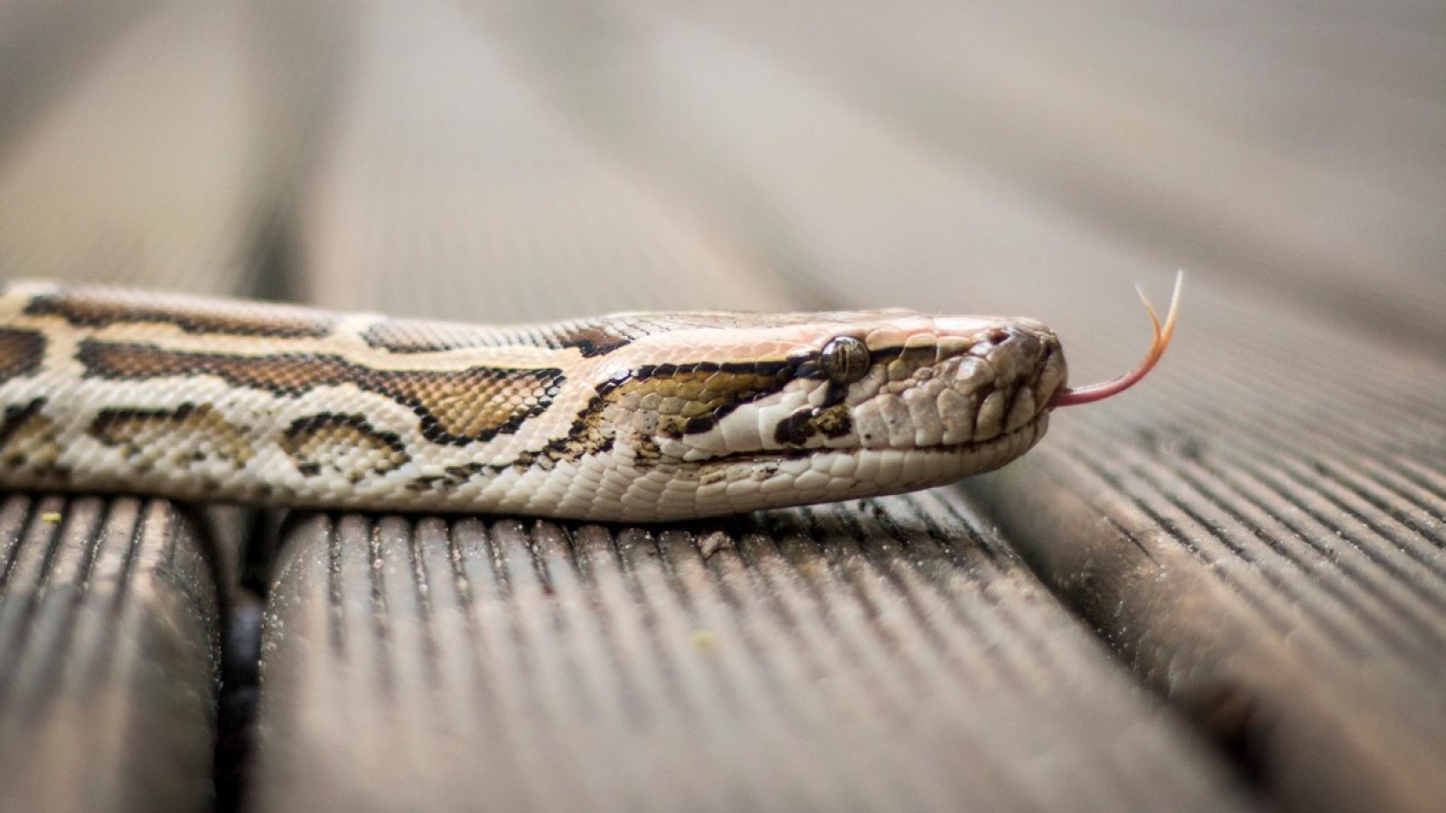 The First Place You Should Check for a Snake in Your Home, Experts Say