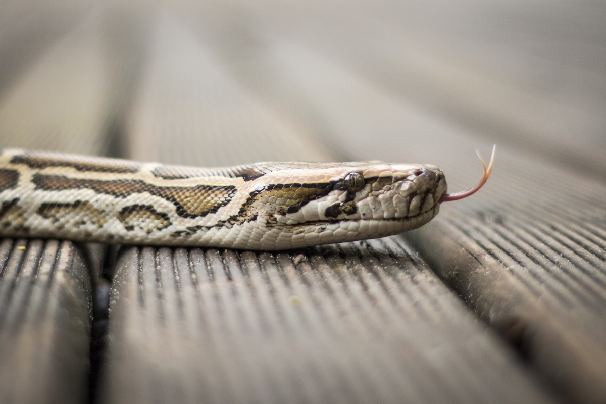 It's Snake Bite Season: "Stay Away" From These Areas — Best Life