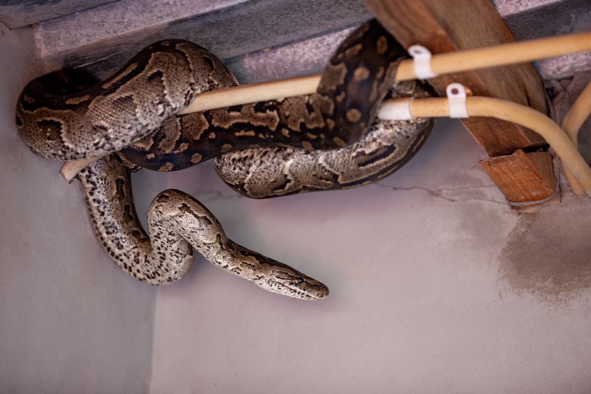 6 Reasons Snakes Come in Your House, Experts Say — Best Life