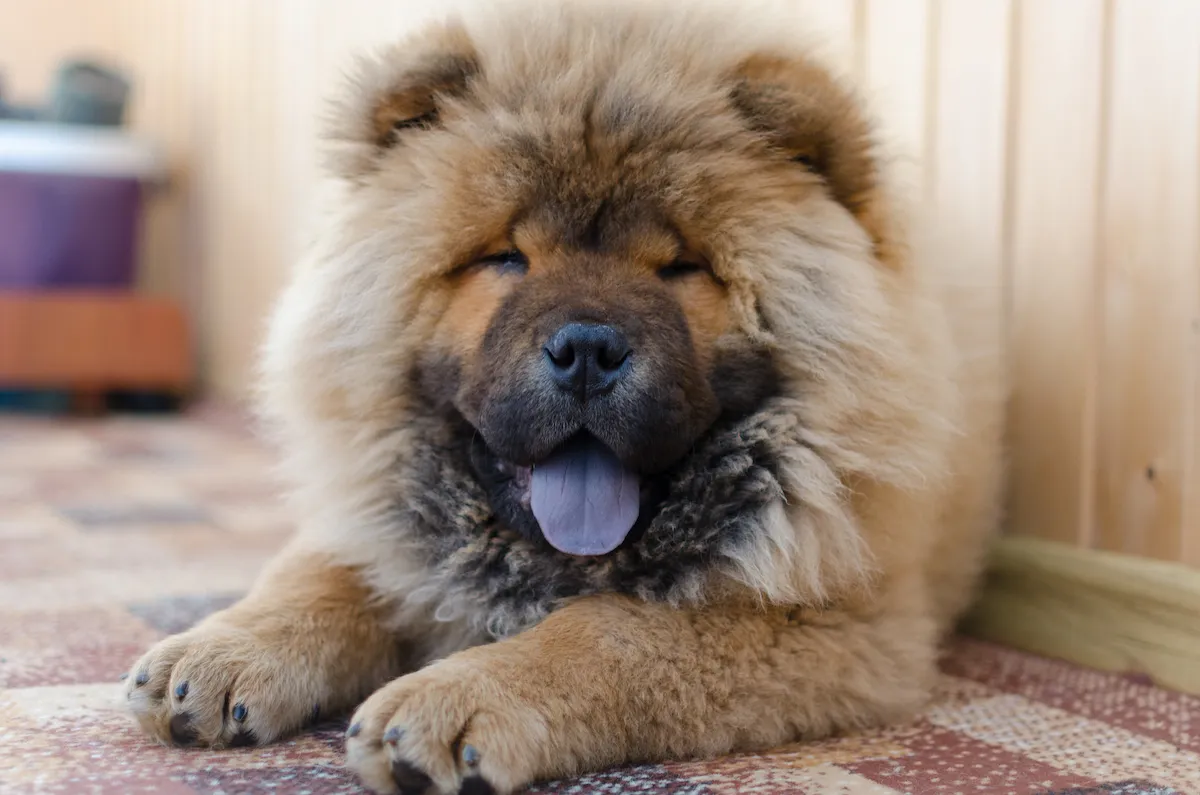 10 Best Fluffy Dog Breeds, According to Veterinarians — Best Life