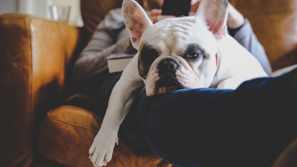 7 Top Lazy Dog Breeds, According to Veterinarians — Best Life