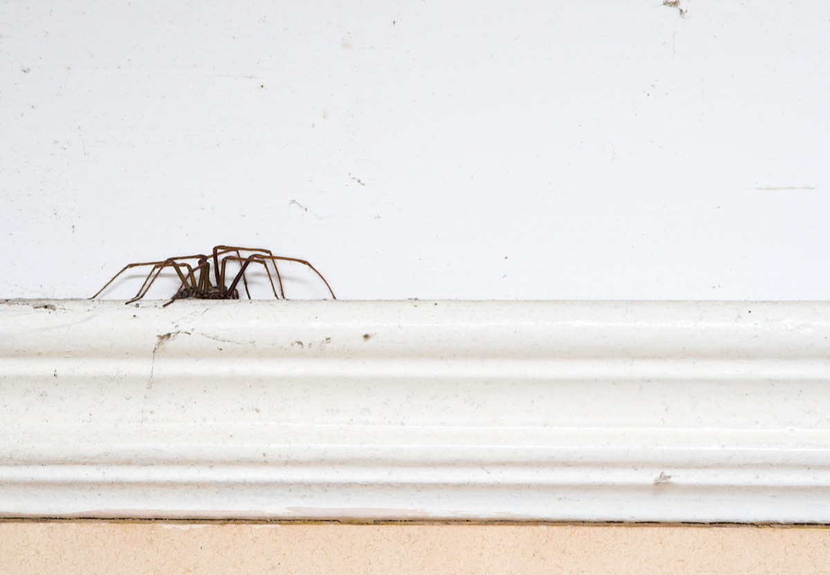6 Ways to Spider-Proof Your Basement, Experts Say — Best Life