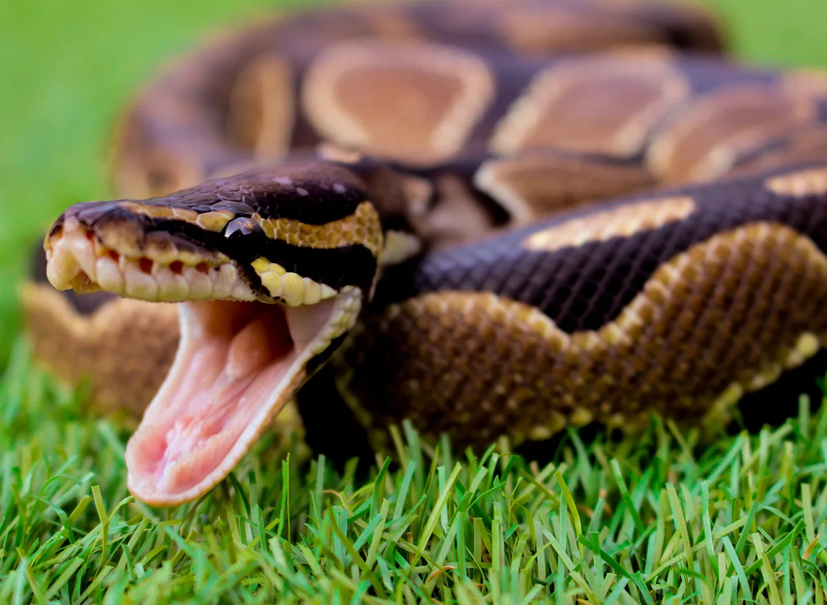 If You See a Snake in Your Home, Do This Immediately, CDC Says