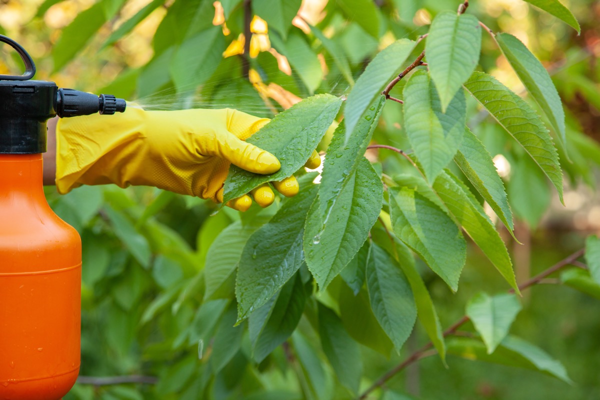 The Best All-Natural Pest Solutions for Your Garden