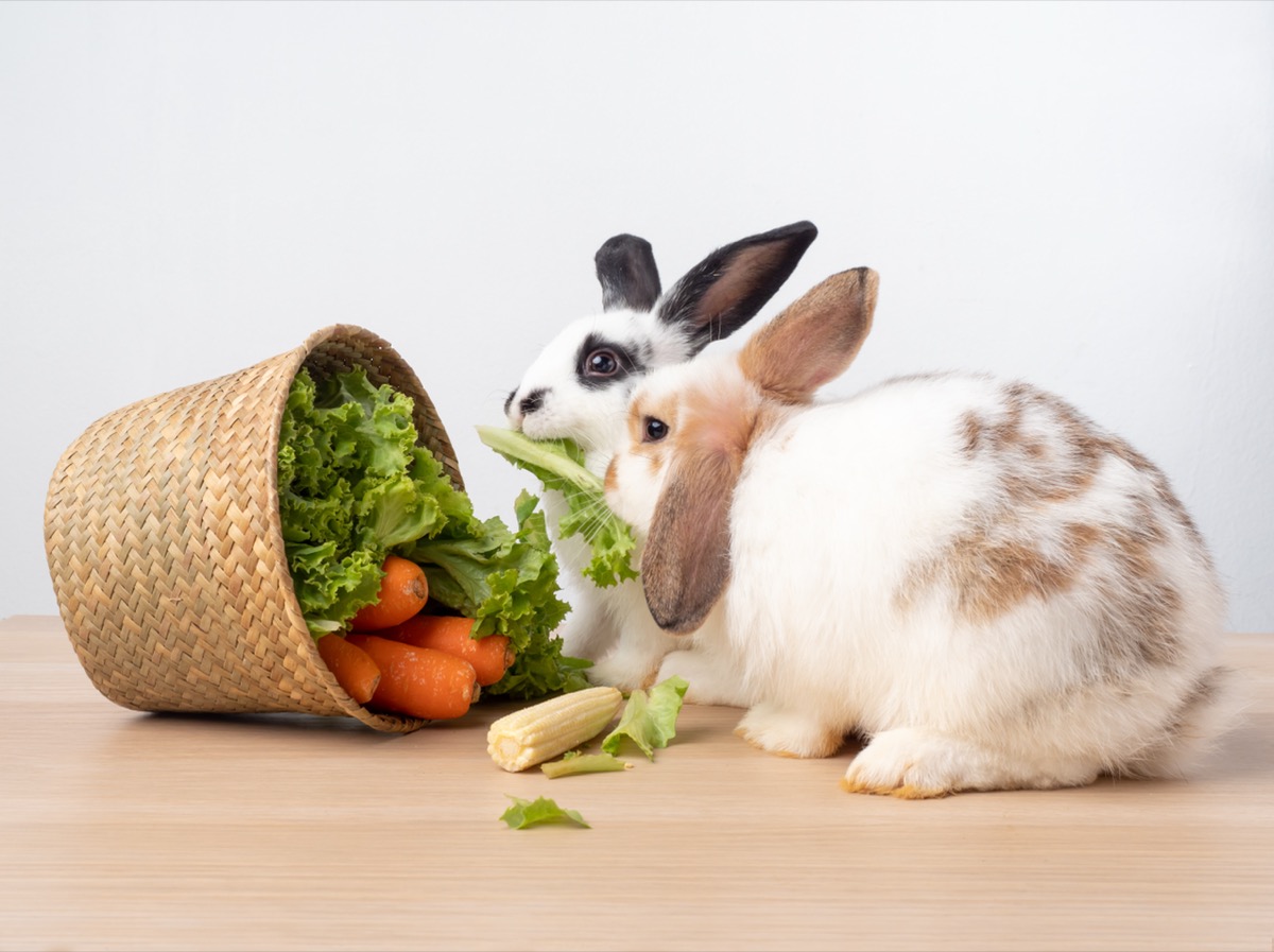 8 Things to Know Before Getting a Pet Rabbit, According to Experts ...