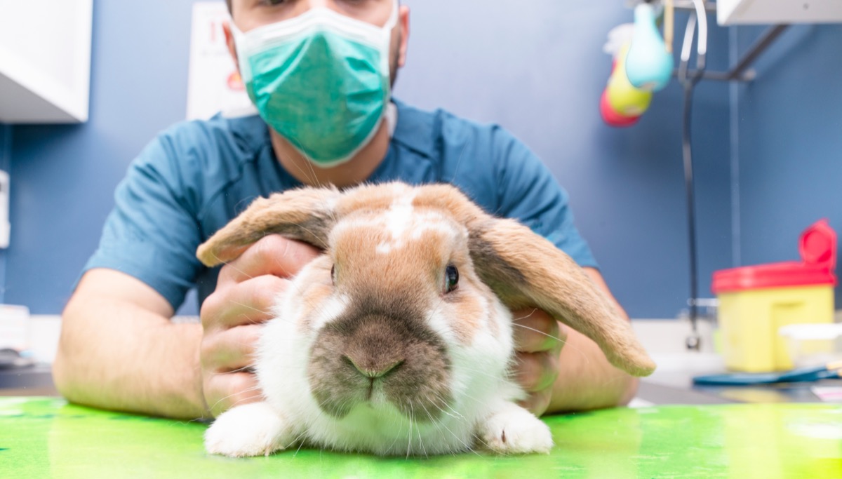 8 Things to Know Before Getting a Pet Rabbit, According to Experts ...