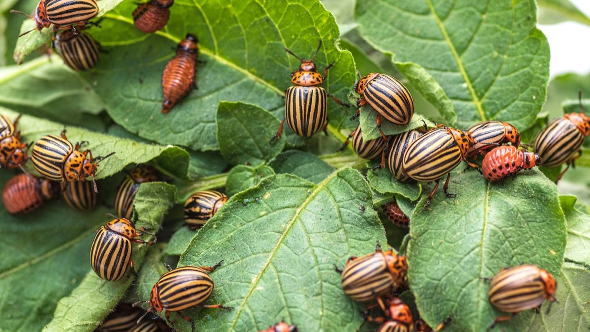 The 5 Most Dangerous Insects to Avoid This Fall — Best Life