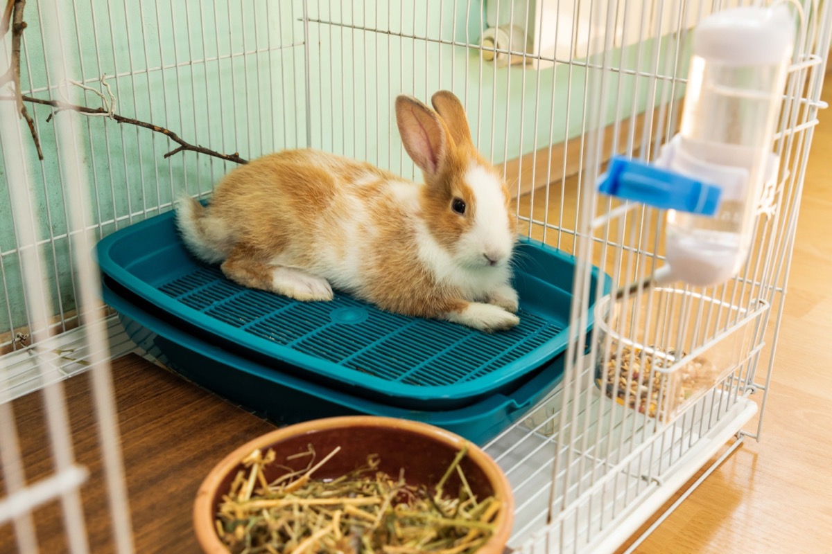 8 Things to Know Before Getting a Pet Rabbit, According to Experts ...