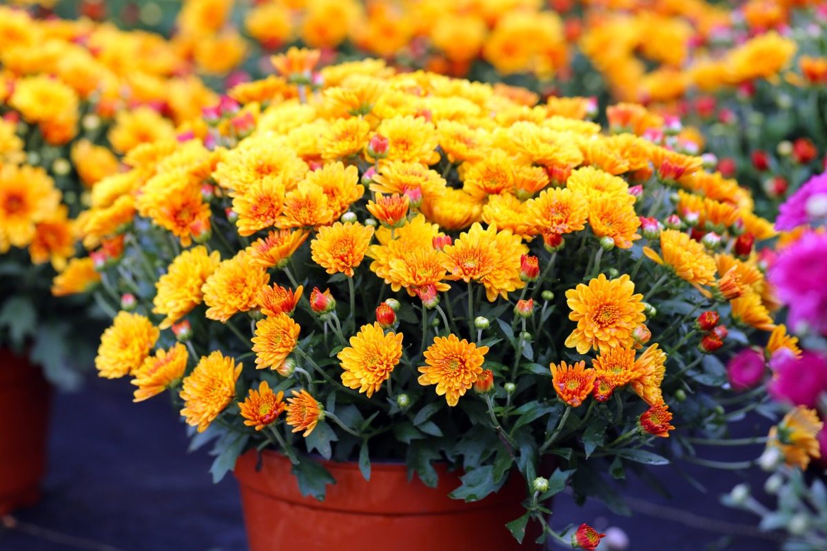 12 Common Snake-Repellent Plants — Best Life