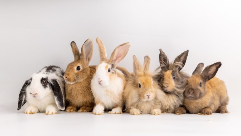 8 Things to Know Before Getting a Pet Rabbit, According to Experts ...