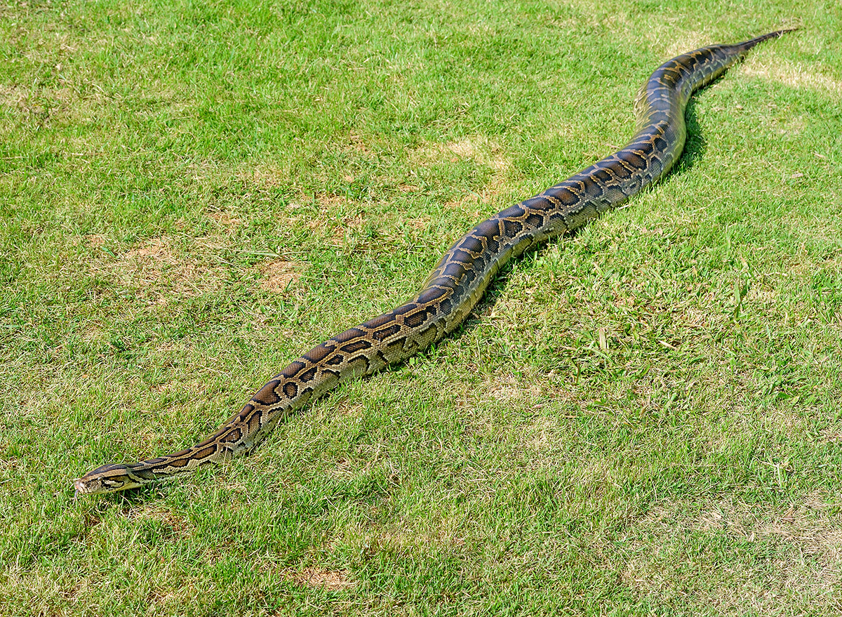 Giant Python Frightens Motorists and Onlookers on Major Roadway