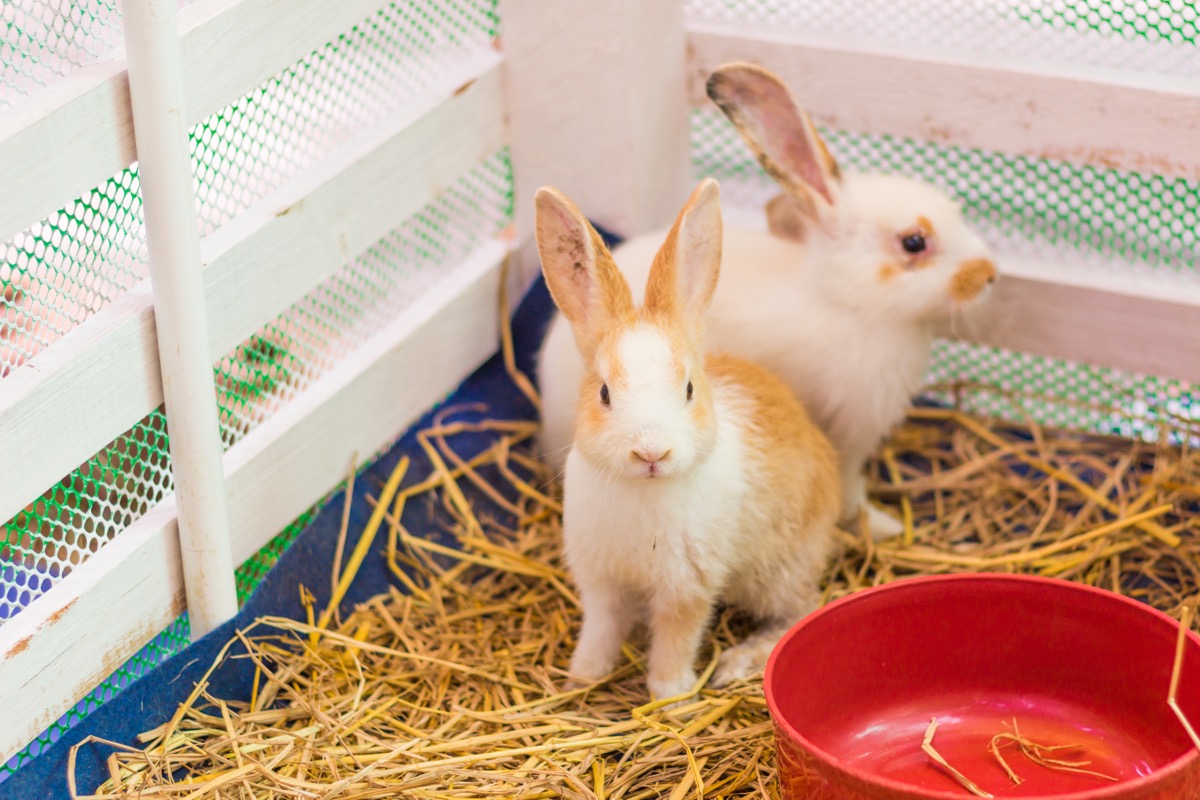 8 Things to Know Before Getting a Pet Rabbit, According to Experts ...