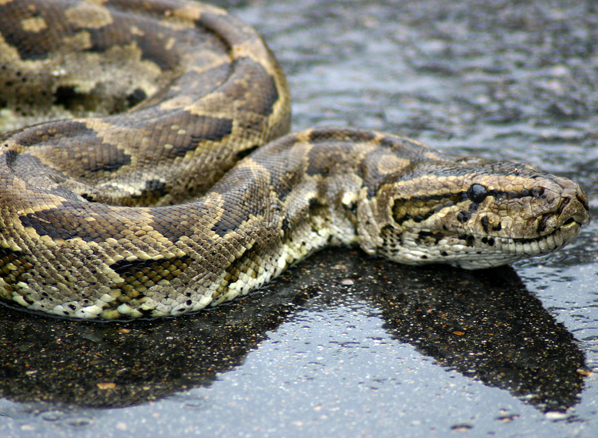 Giraffe-Sized Burmese Python Found in the U.S. — Best Life