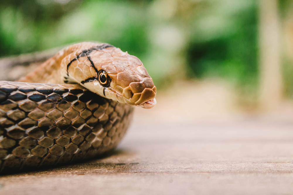 6 Reasons Snakes Come in Your House, Experts Say — Best Life