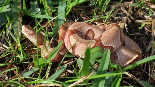 9 Ways to Snake-Proof Your Yard, According to Experts | Best Life