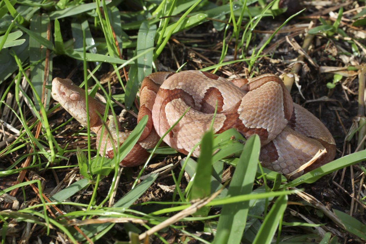 Copperhead Snake Bites Are Increasing—How to Protect Yourself