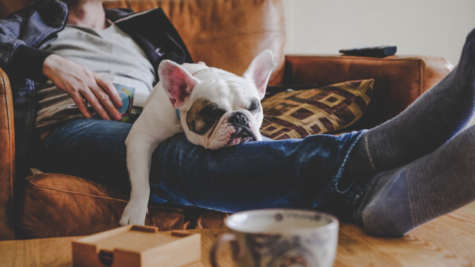 The 8 Best Dog Breeds If You're a Little Lazy, Vets Say — Best Life