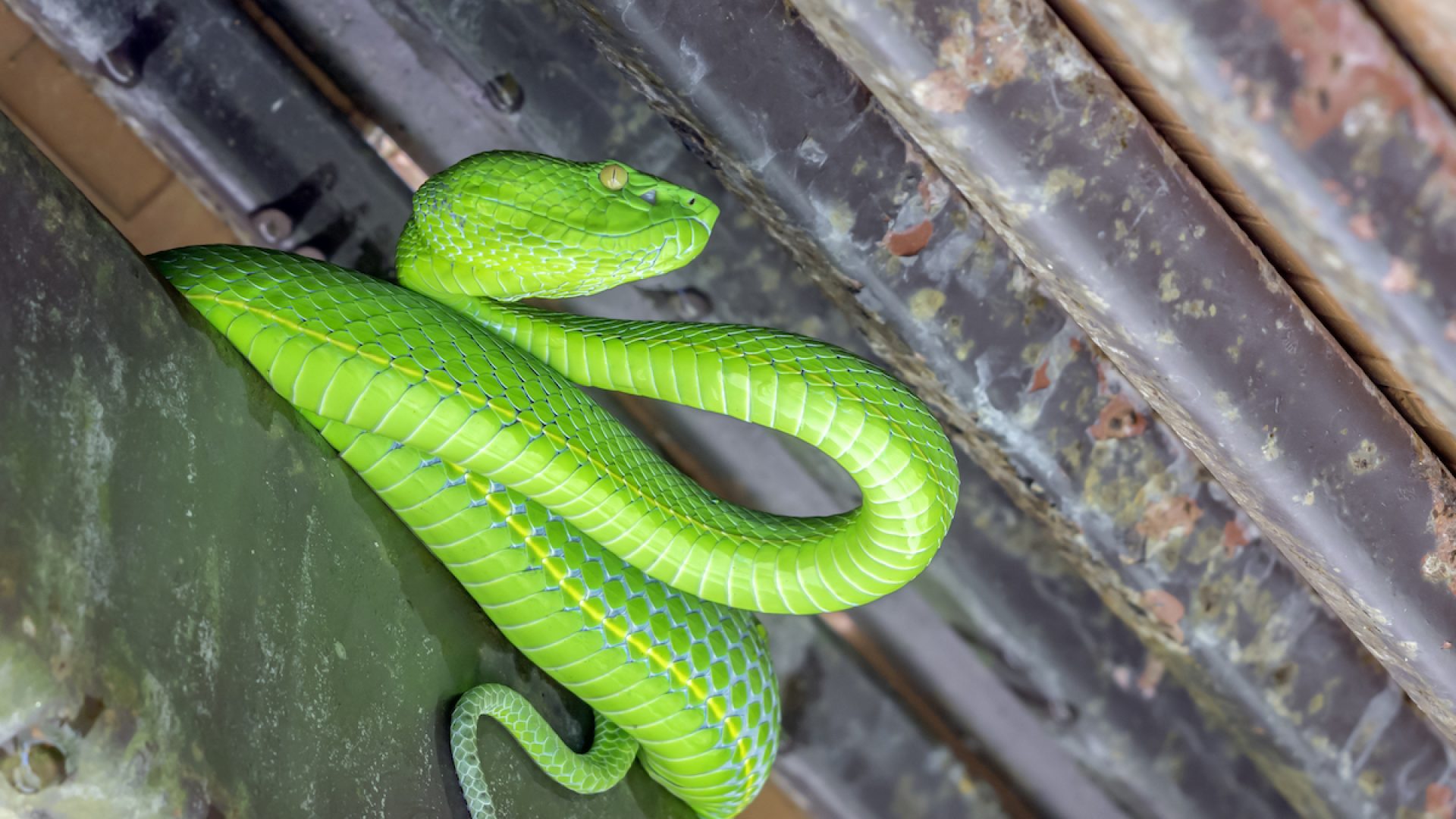 7 Ways to Snake-Proof Your Attic, According to Experts — Best Life