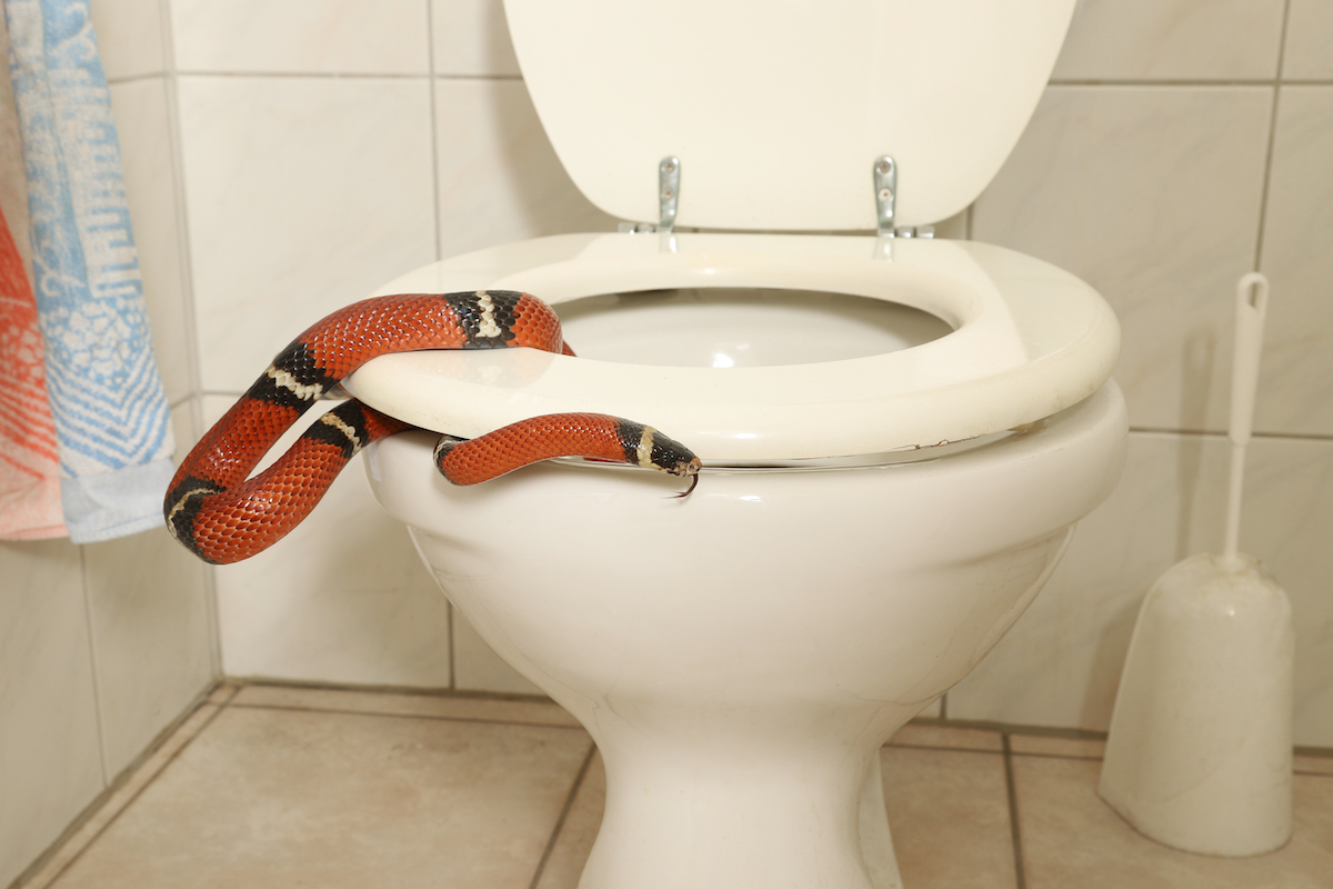 8 Surprising Places You're Letting Snakes Into Your Home