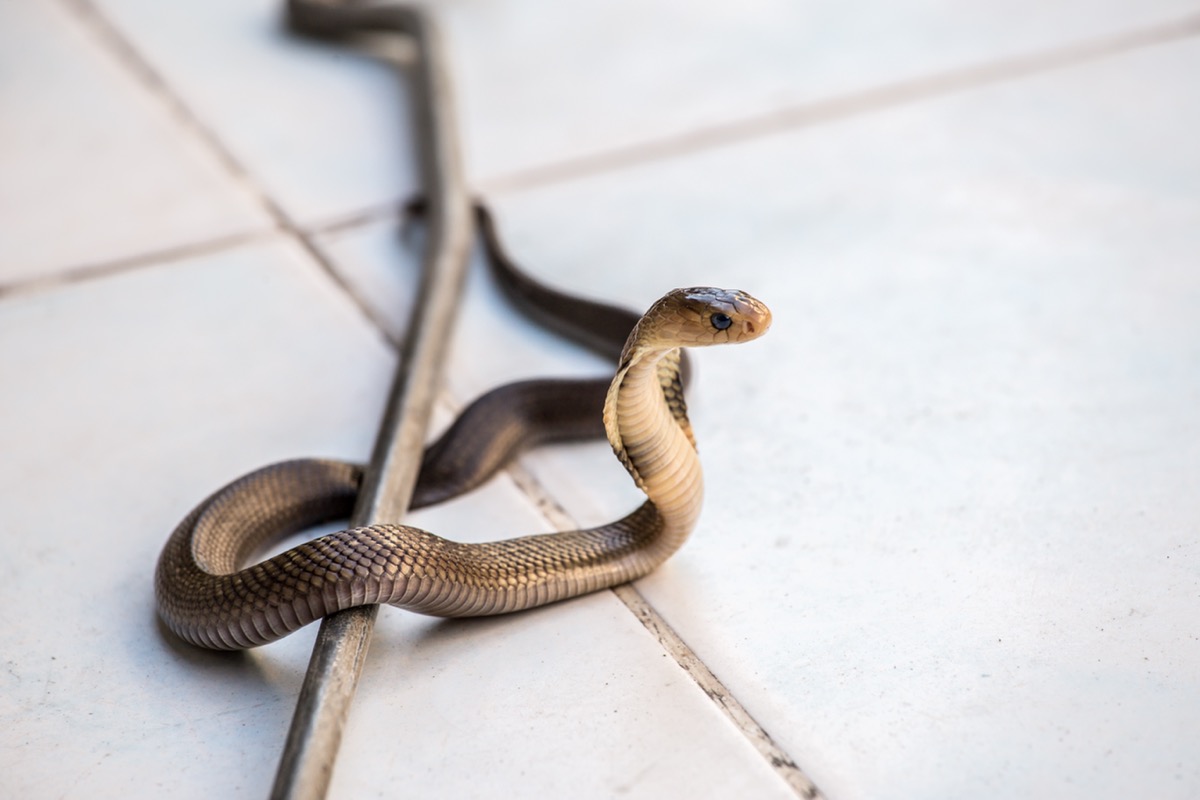 The No. 1 Sign There's a Snake Behind Your Refrigerator