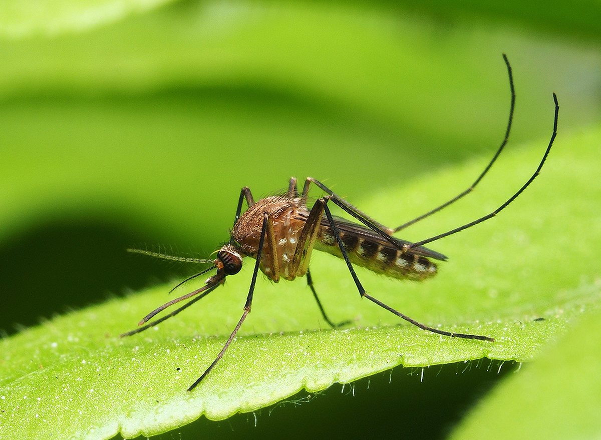 "Concerning" New Mosquito Discovered—How to Protect Yourself