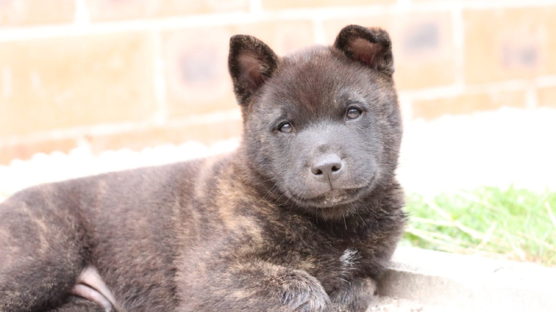 The 10 Most Unique Dog Breeds, According to Pet Experts