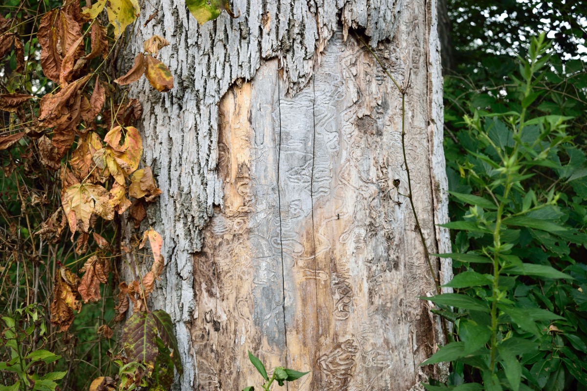 If You Have This Common Tree in Your Yard, Prepare to Cut It Down