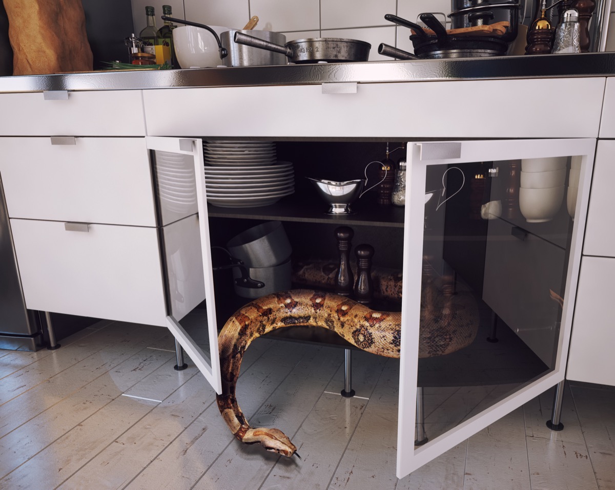 The No. 1 Sign There's a Snake in Your Kitchen — Best Life