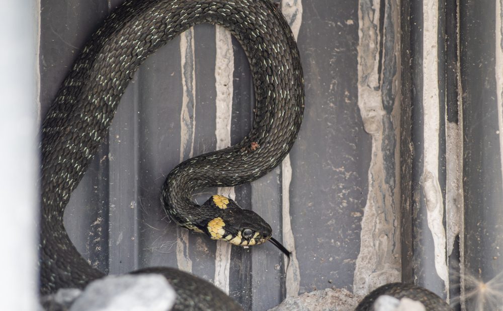 The No. 1 Sign There's a Snake in Your Laundry Room — Best Life