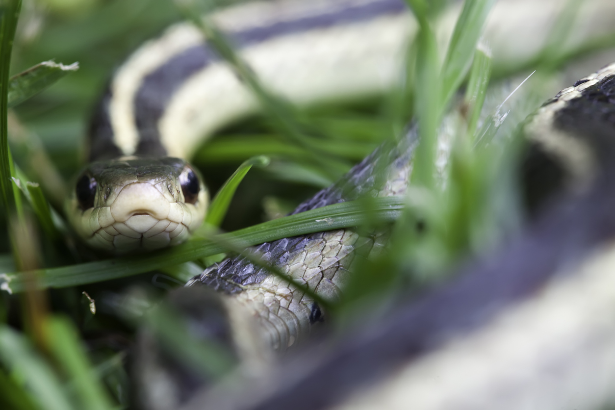 Keeping This Outside Will Attract Snakes to Your Yard, Experts Say