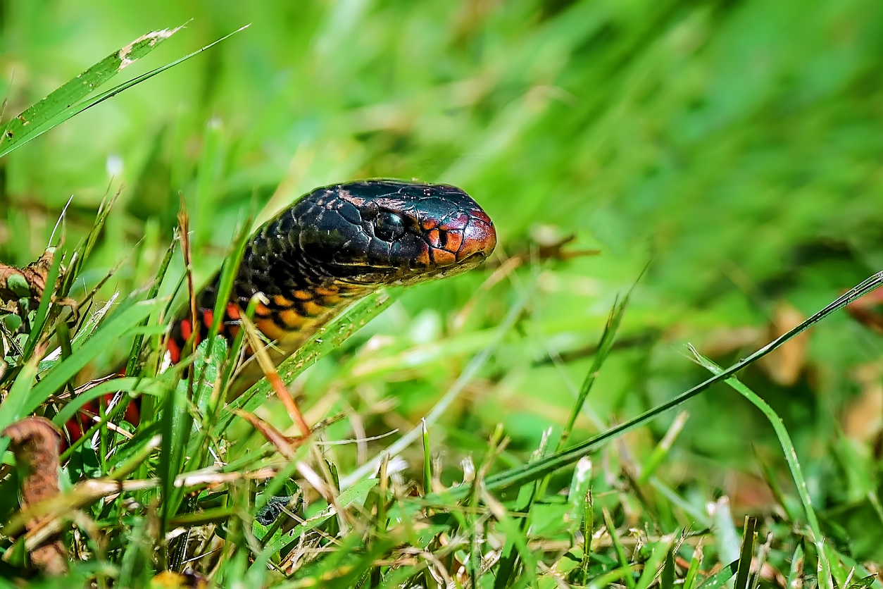 Check This "Scary Place" Outside Your Home for Snakes — Best Life