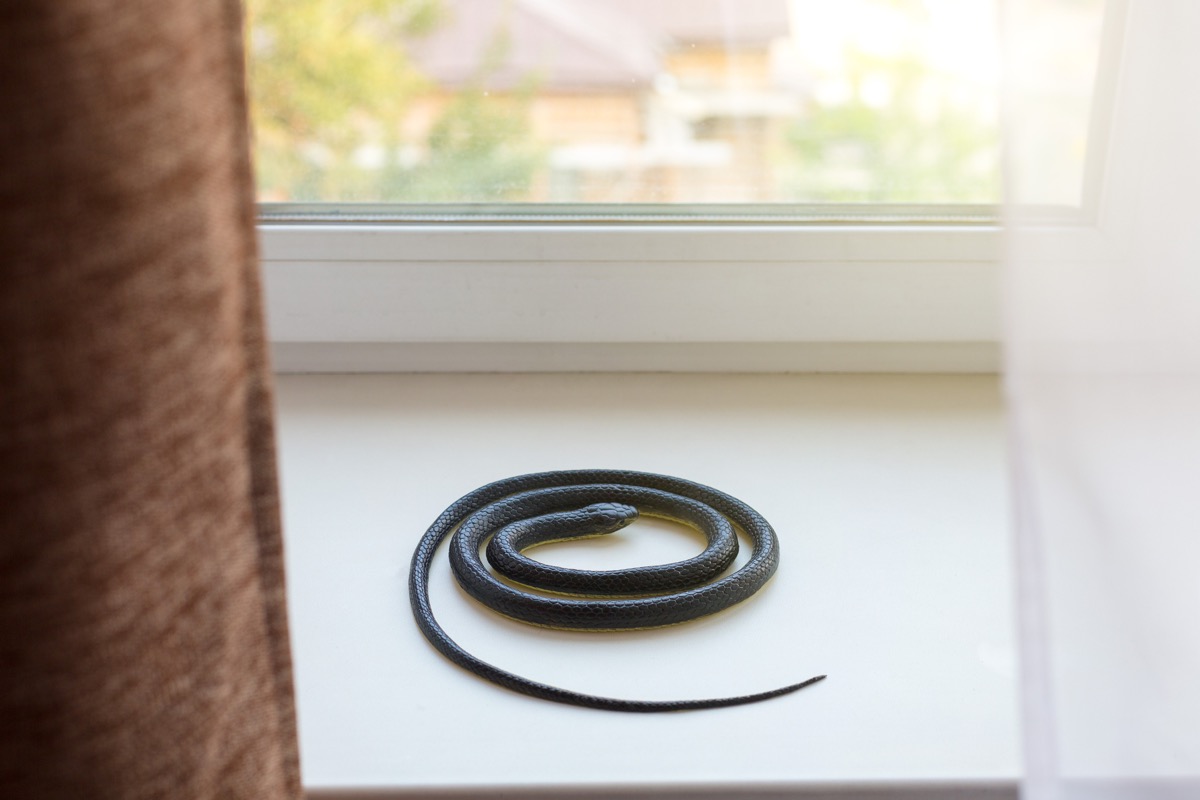 The No. 1 Sign There's a Snake in Your Laundry Room — Best Life
