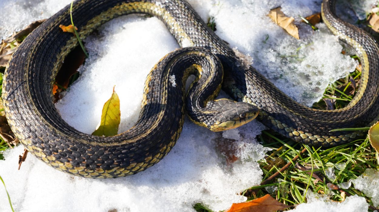 This Is When You Should Watch Out for Snakes in the Winter
