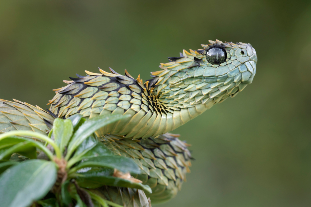 The 6 Creepiest-Looking Snakes, According to Experts — Best Life