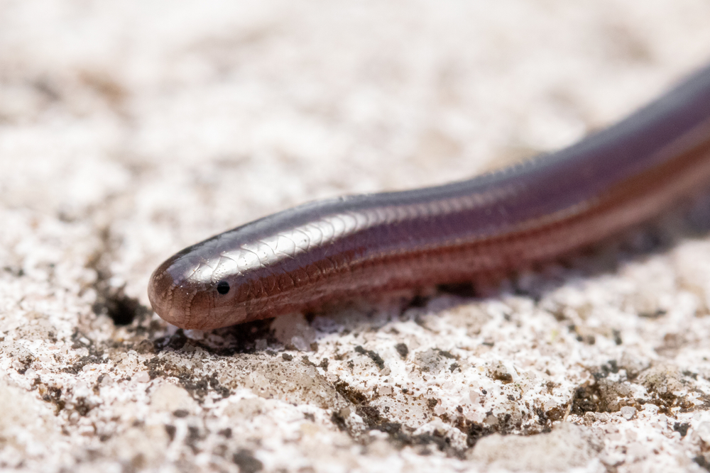 The 6 Creepiest-Looking Snakes, According to Experts — Best Life